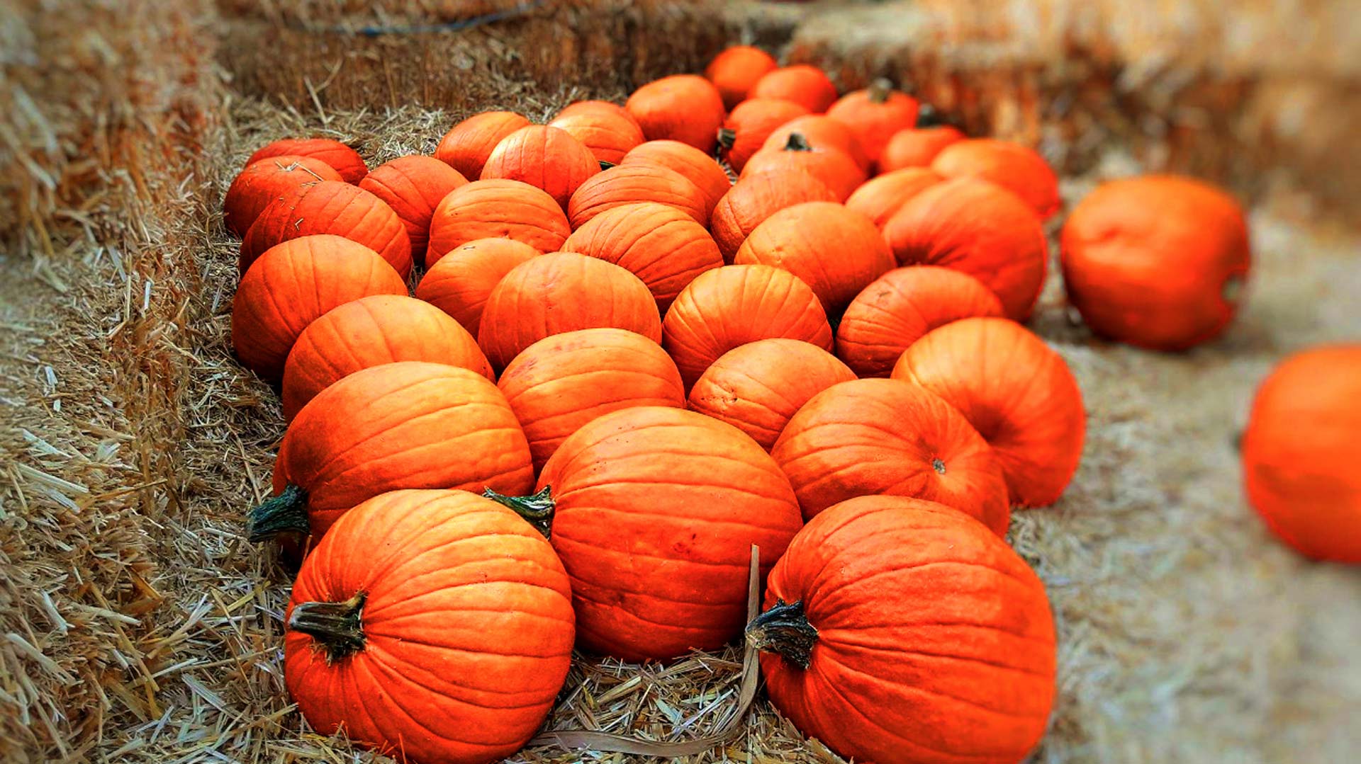 Apple Hill Activities in California - High Hill Ranch
